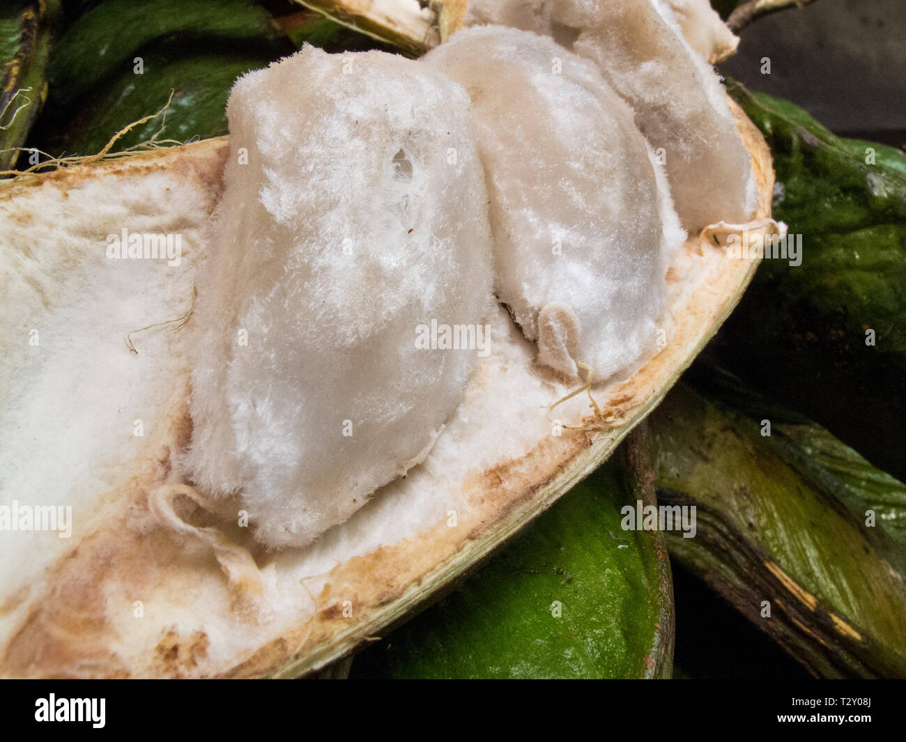 Inga edulis -Fotos und -Bildmaterial in hoher Auflösung – Alamy