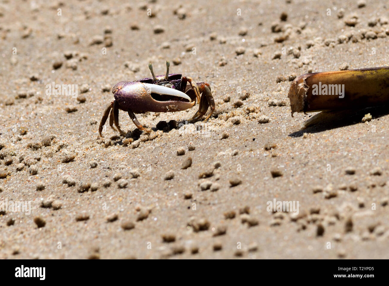 Krabbe Krabbeln Am Strand Stockfotos und -bilder Kaufen - Alamy