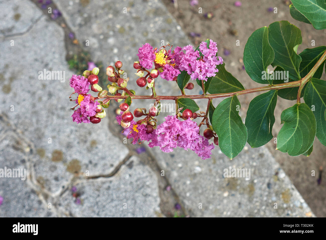 Crape Myrtle Lagerstroemia Indica Stockfotos und -bilder Kaufen - Alamy