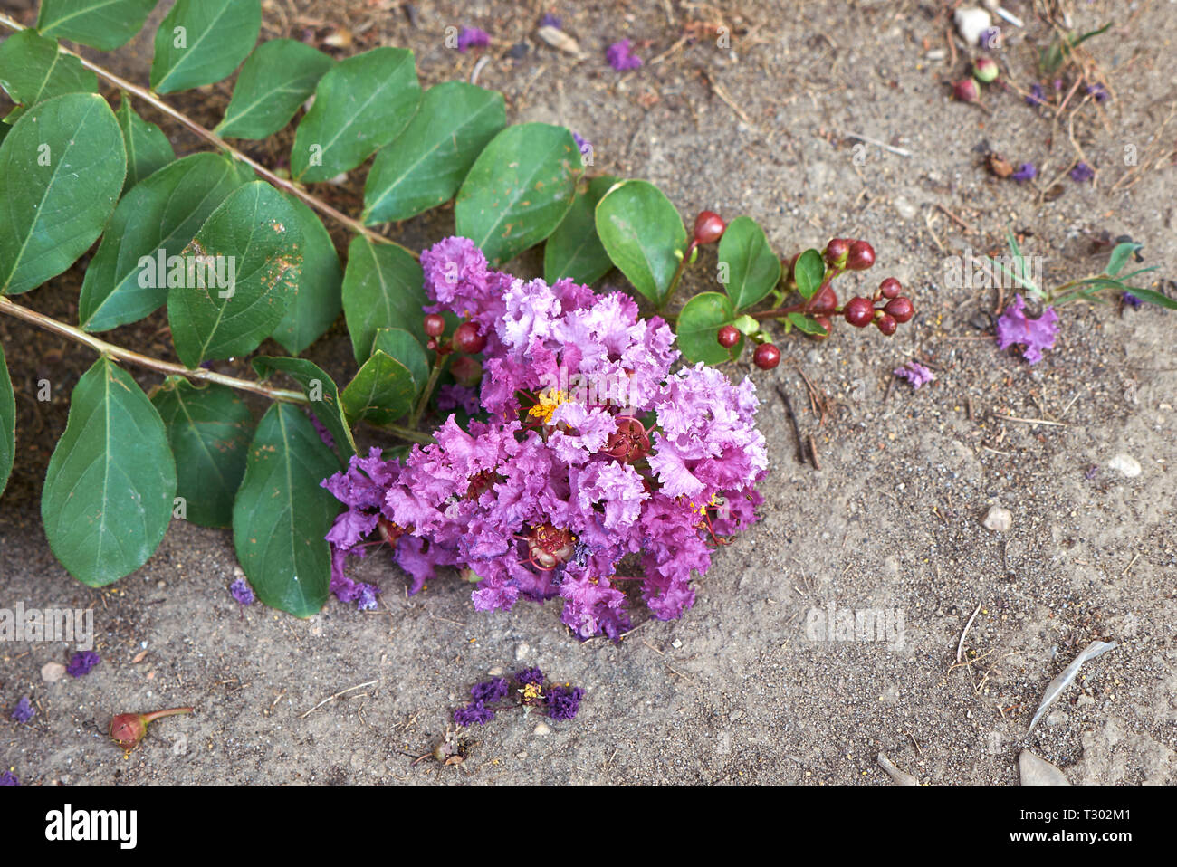 Crape Myrtle Lagerstroemia Indica Stockfotos und -bilder Kaufen - Alamy