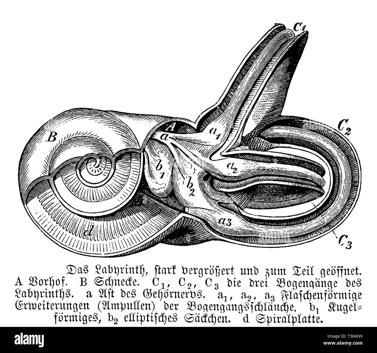 Ohr anatomie Schwarzweiß-Stockfotos und -bilder - Seite 2 - Alamy