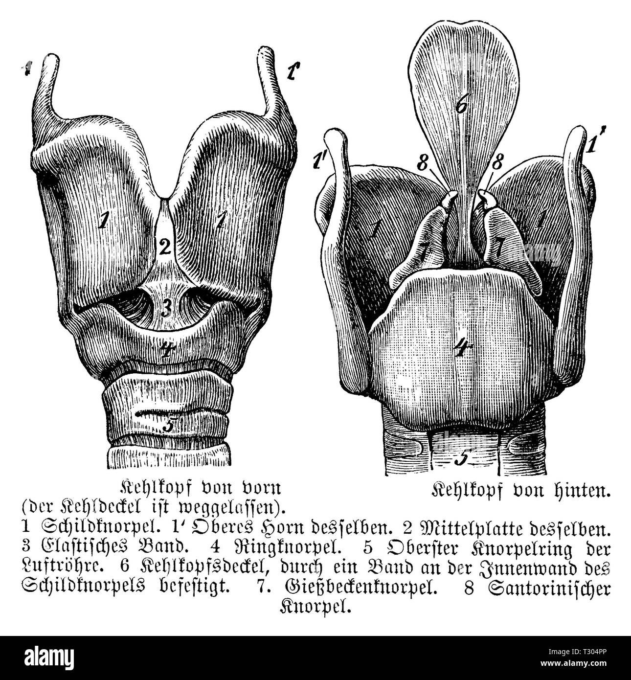 Anatomie du larynx humain Schwarzweiß-Stockfotos und -bilder - Alamy