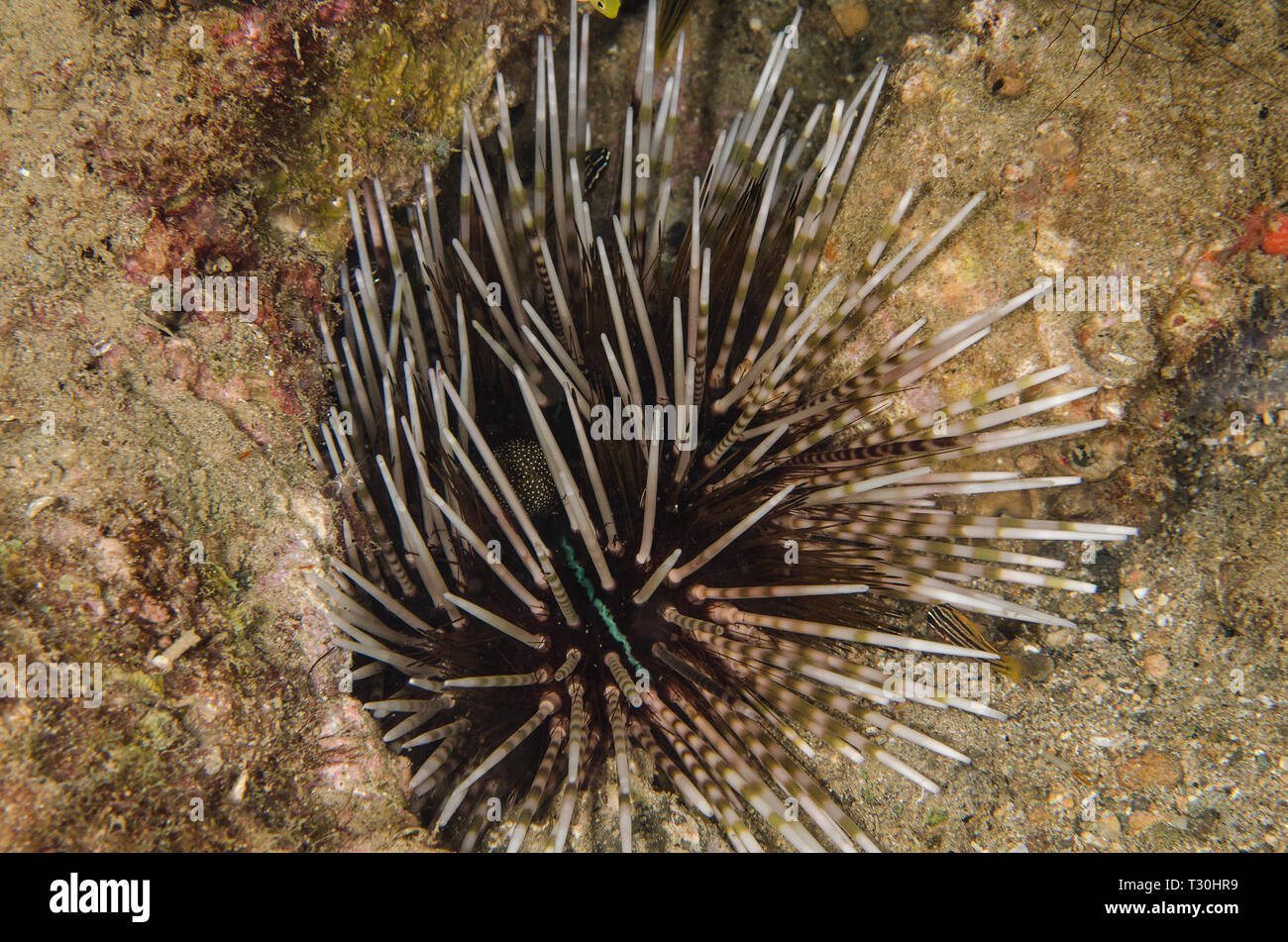 Echinothrix calamaris -Fotos und -Bildmaterial in hoher Auflösung – Alamy