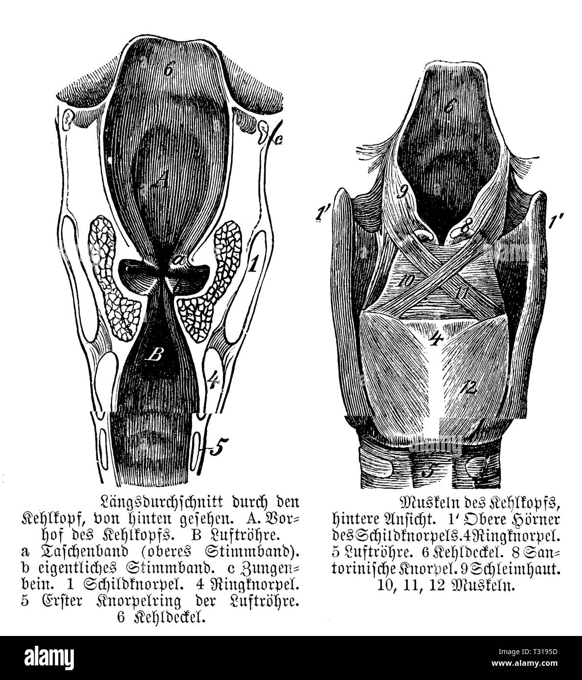 Anatomie du larynx humain Schwarzweiß-Stockfotos und -bilder - Alamy