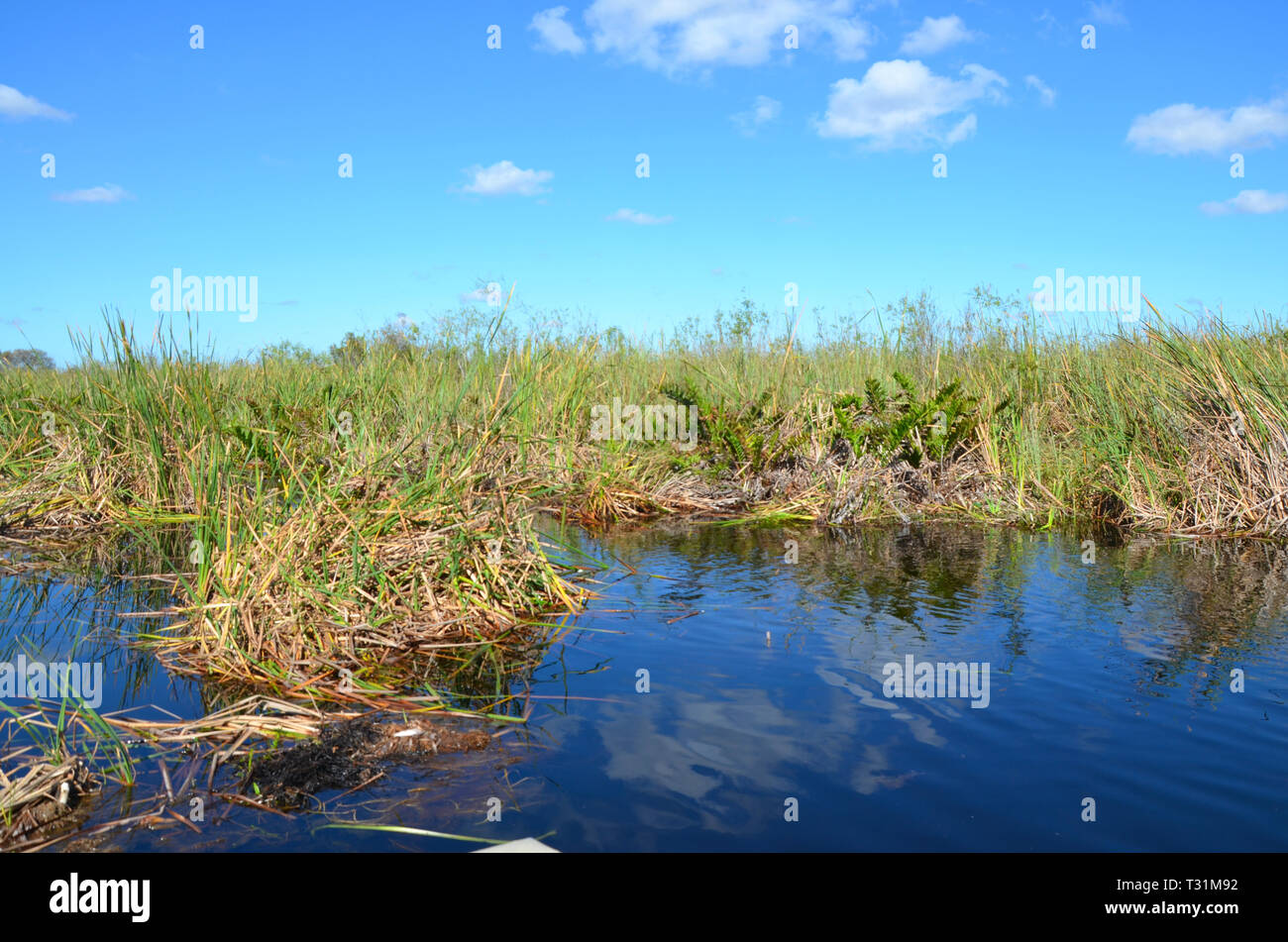 Fauna des everglades national park -Fotos und -Bildmaterial in hoher ...