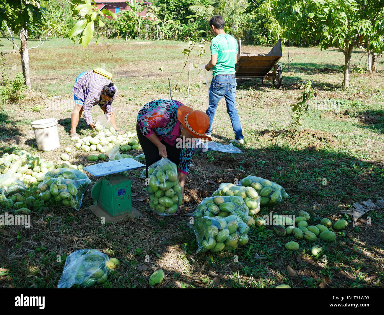 Mango plantation -Fotos und -Bildmaterial in hoher Auflösung – Alamy