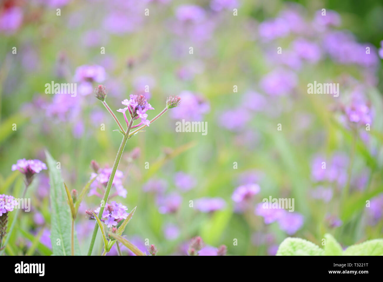 Verbena Rigida Stockfotos und -bilder Kaufen - Alamy
