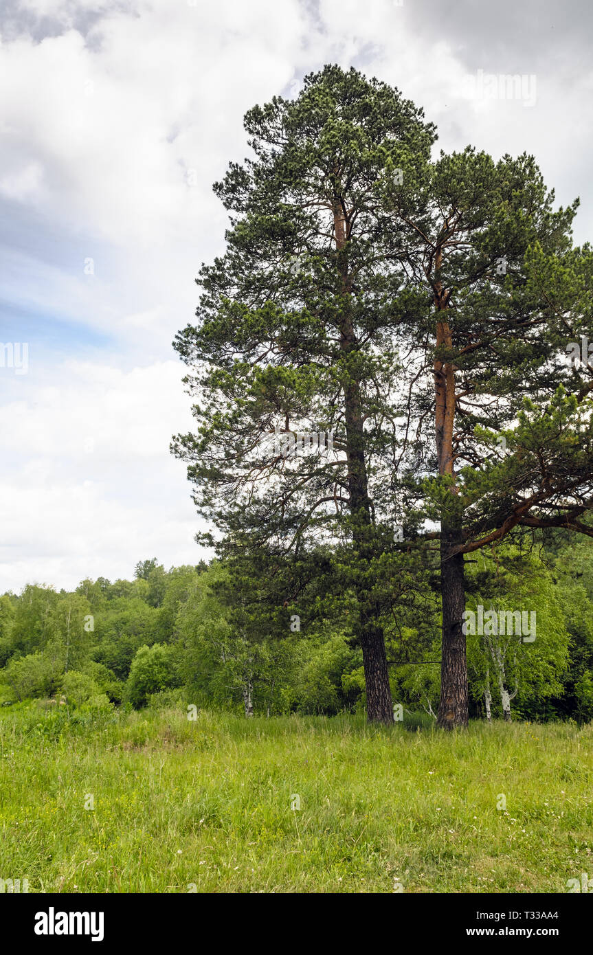 Pine Tree Stockfotos und -bilder Kaufen - Alamy Pine Tree Stockfotos und -bilder Kaufen - Alamy