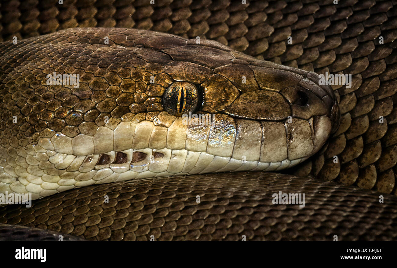 Australien Pythons Stockfotos und -bilder Kaufen - Alamy
