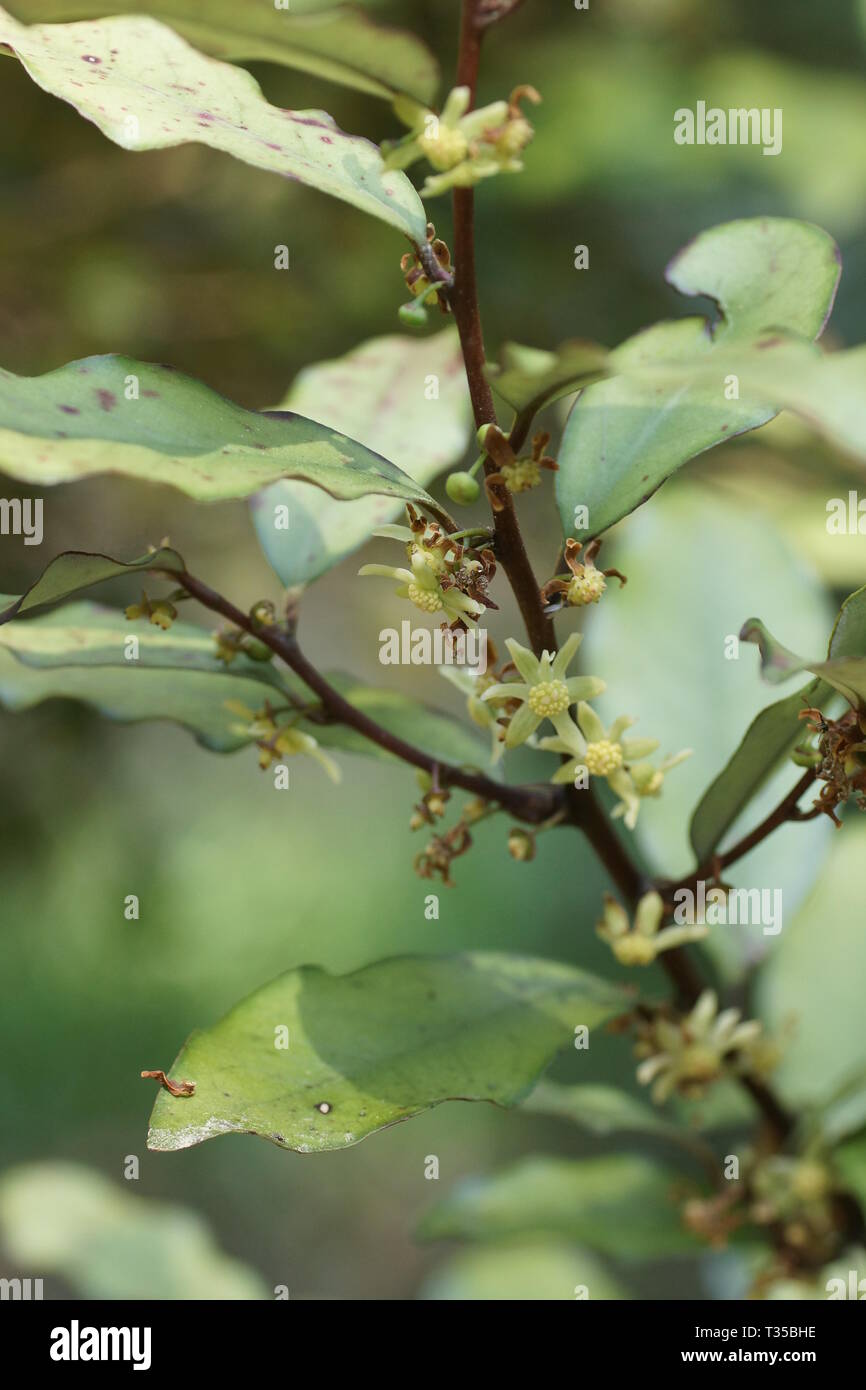 Pseudowintera colorata -Fotos und -Bildmaterial in hoher Auflösung – Alamy