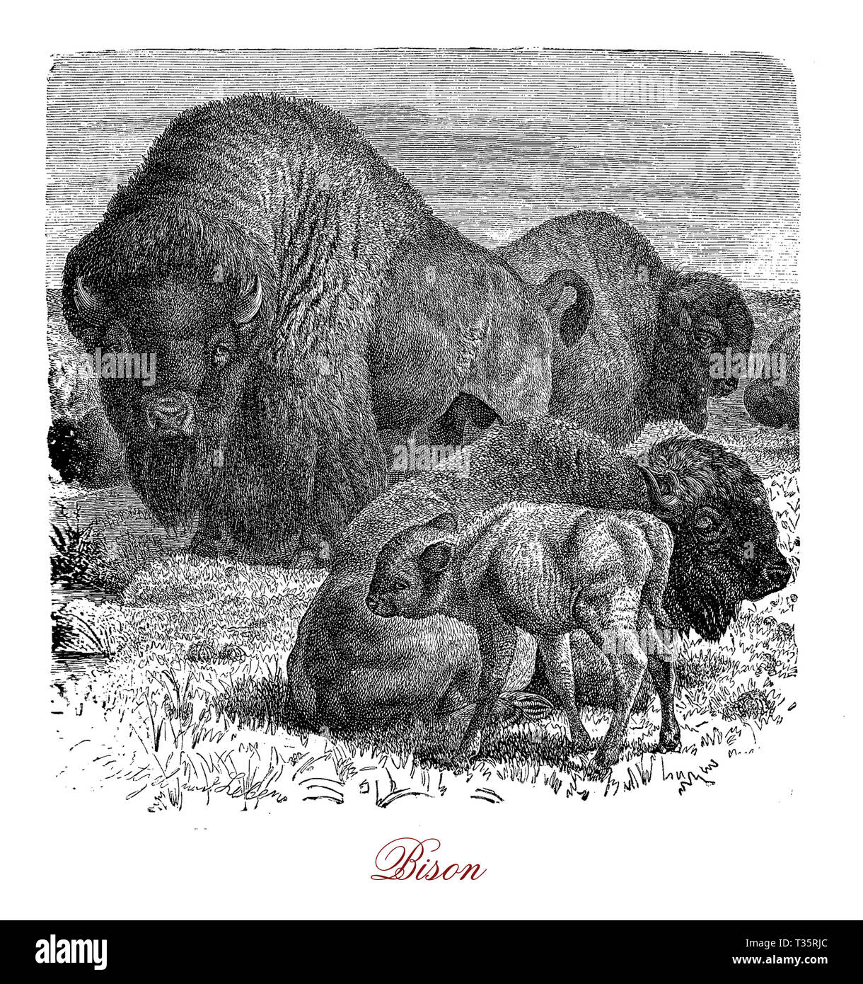American bison bison bison illustration -Fotos und -Bildmaterial in ...