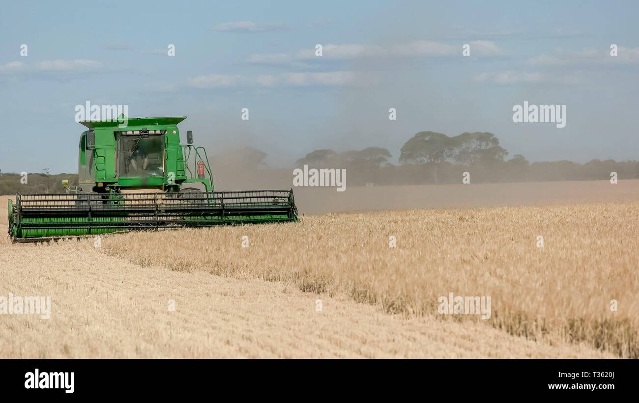 Gerste dreschen -Fotos und -Bildmaterial in hoher Auflösung – Alamy