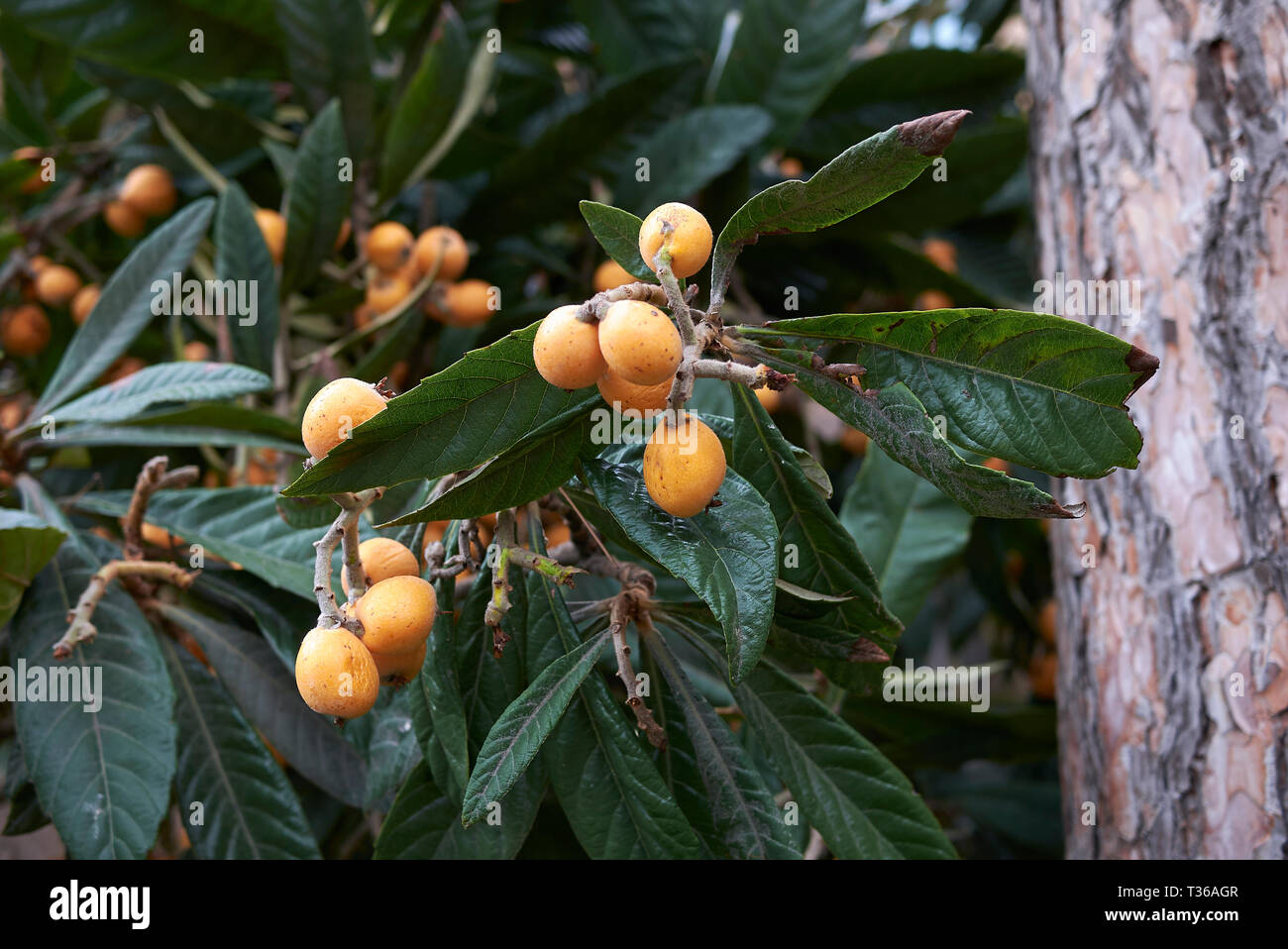 Japanische Pflaume Eriobotrya Japonica Stockfotos und -bilder Kaufen ...