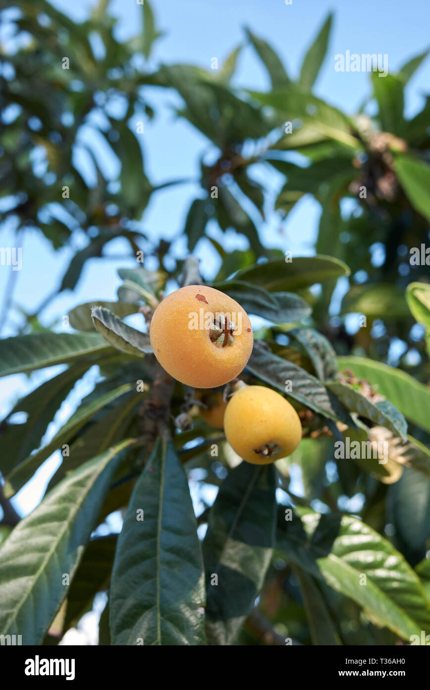 Japanische Pflaume Eriobotrya Japonica Stockfotos und -bilder Kaufen ...