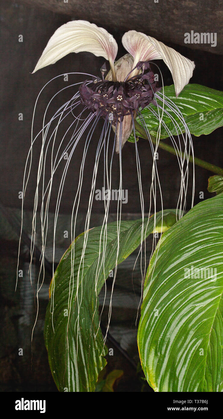 Fledermauspflanze tacca integrifolia -Fotos und -Bildmaterial in hoher ...