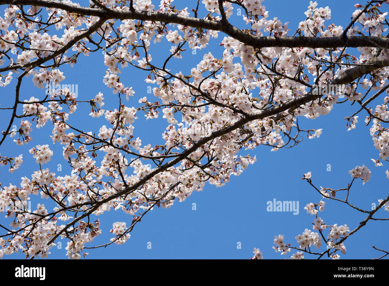 Kirschbaum Von Japan Stockfotos und -bilder Kaufen - Alamy