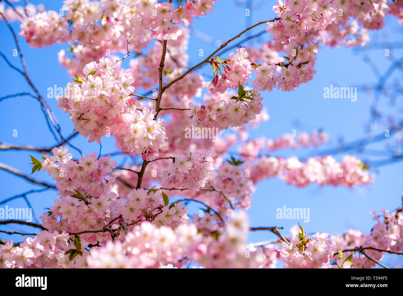 Kirschbaum prag -Fotos und -Bildmaterial in hoher Auflösung – Alamy