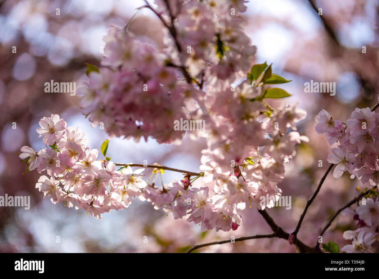 Kirschbaum prag -Fotos und -Bildmaterial in hoher Auflösung – Alamy