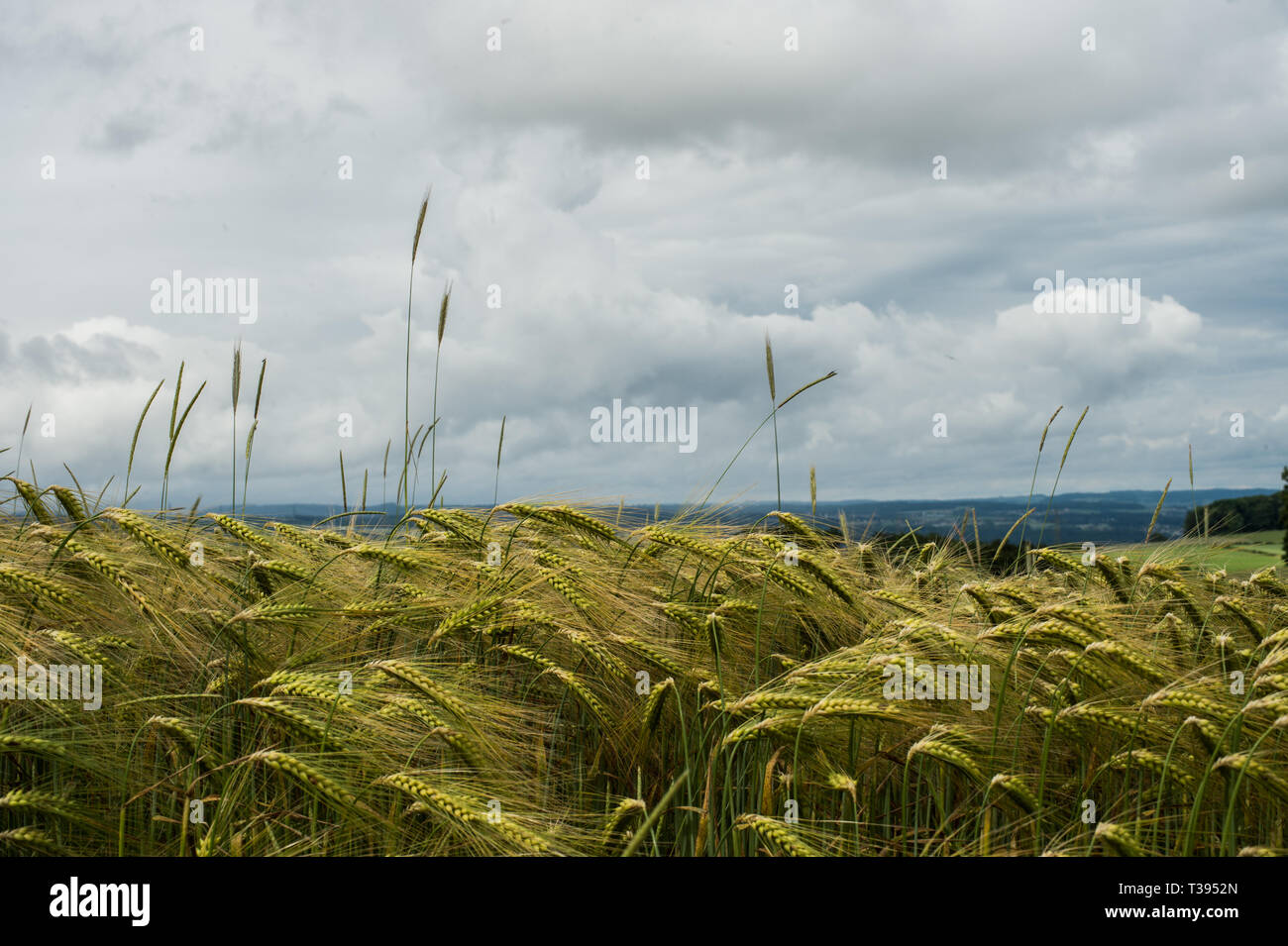 Getreide feld -Fotos und -Bildmaterial in hoher Auflösung – Alamy