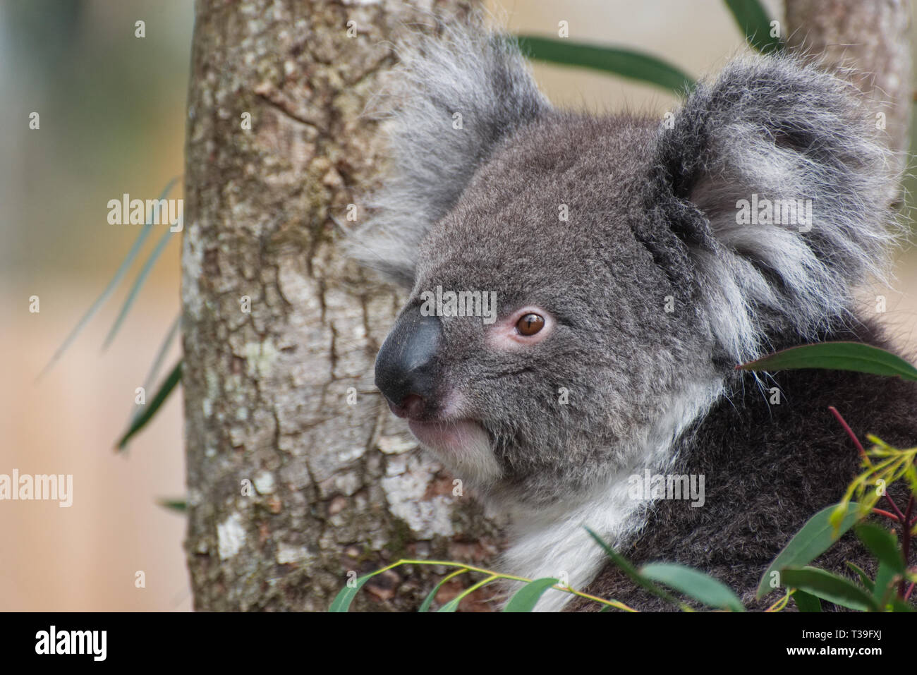 Smile marsupial -Fotos und -Bildmaterial in hoher Auflösung – Alamy