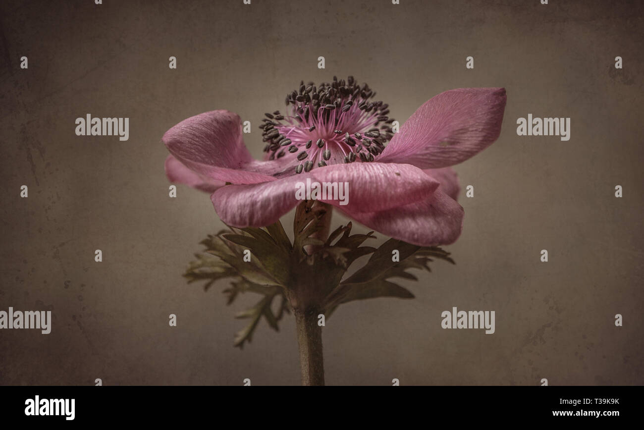 Kunst und blume -Fotos und -Bildmaterial in hoher Auflösung – Alamy