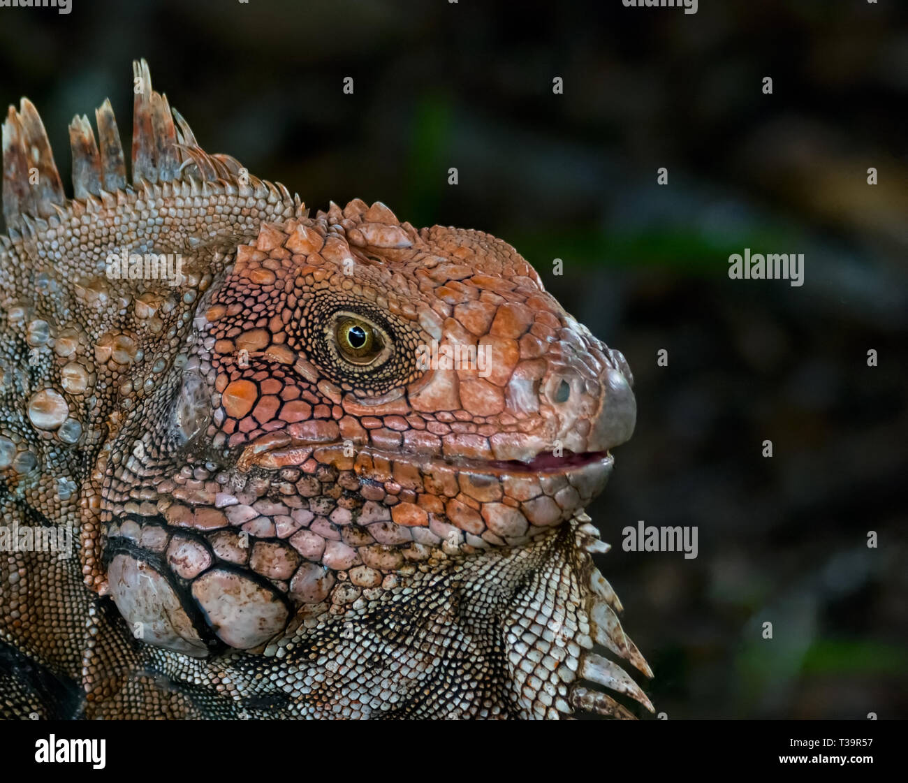 Orangefarbene skala -Fotos und -Bildmaterial in hoher Auflösung – Alamy