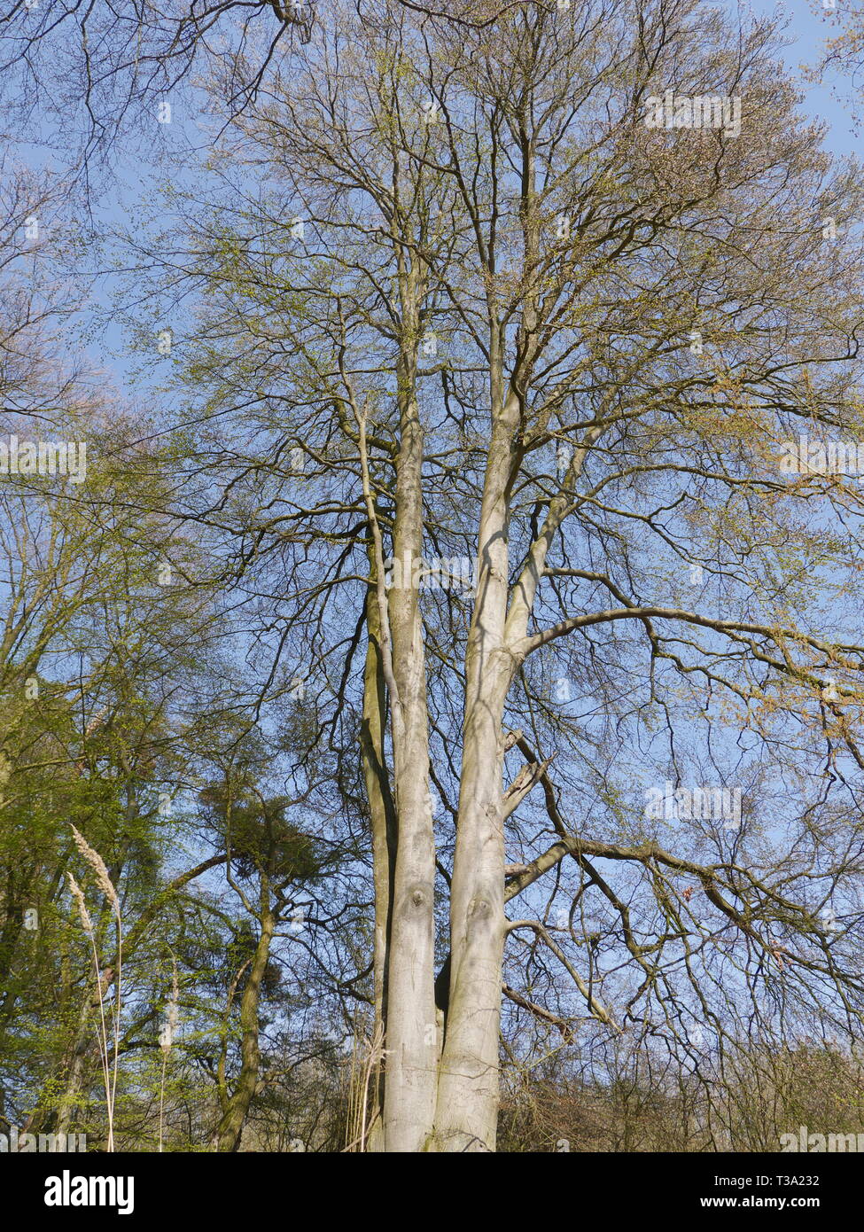 Alte buche mit sonne -Fotos und -Bildmaterial in hoher Auflösung – Alamy