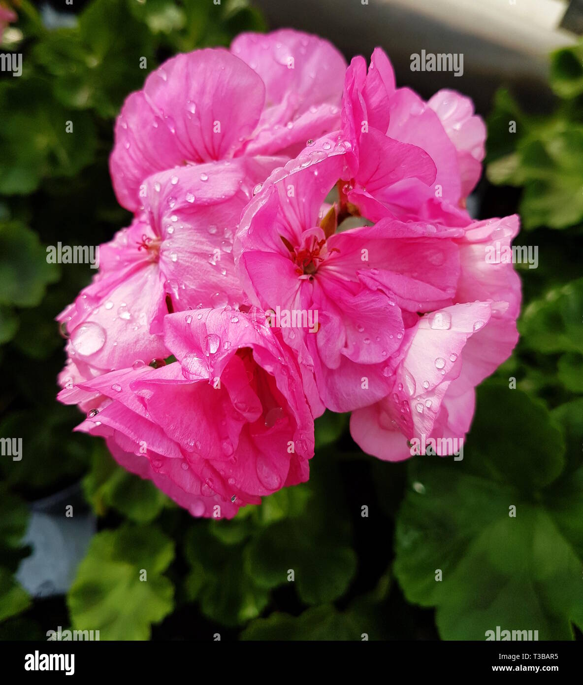 Pelargonium cutting -Fotos und -Bildmaterial in hoher Auflösung – Alamy