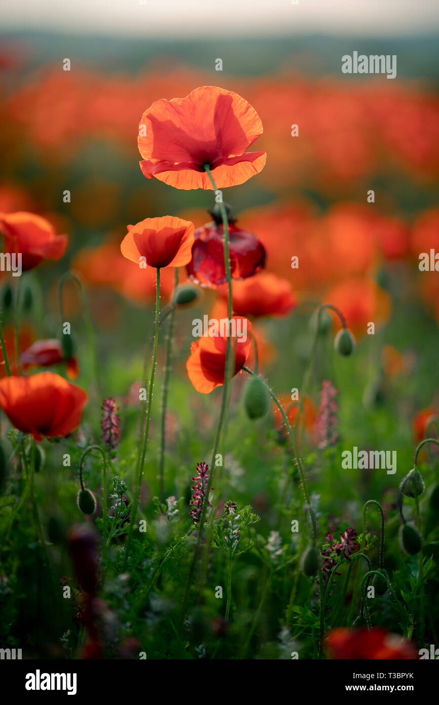 Wilde blumen zyperns -Fotos und -Bildmaterial in hoher Auflösung – Alamy