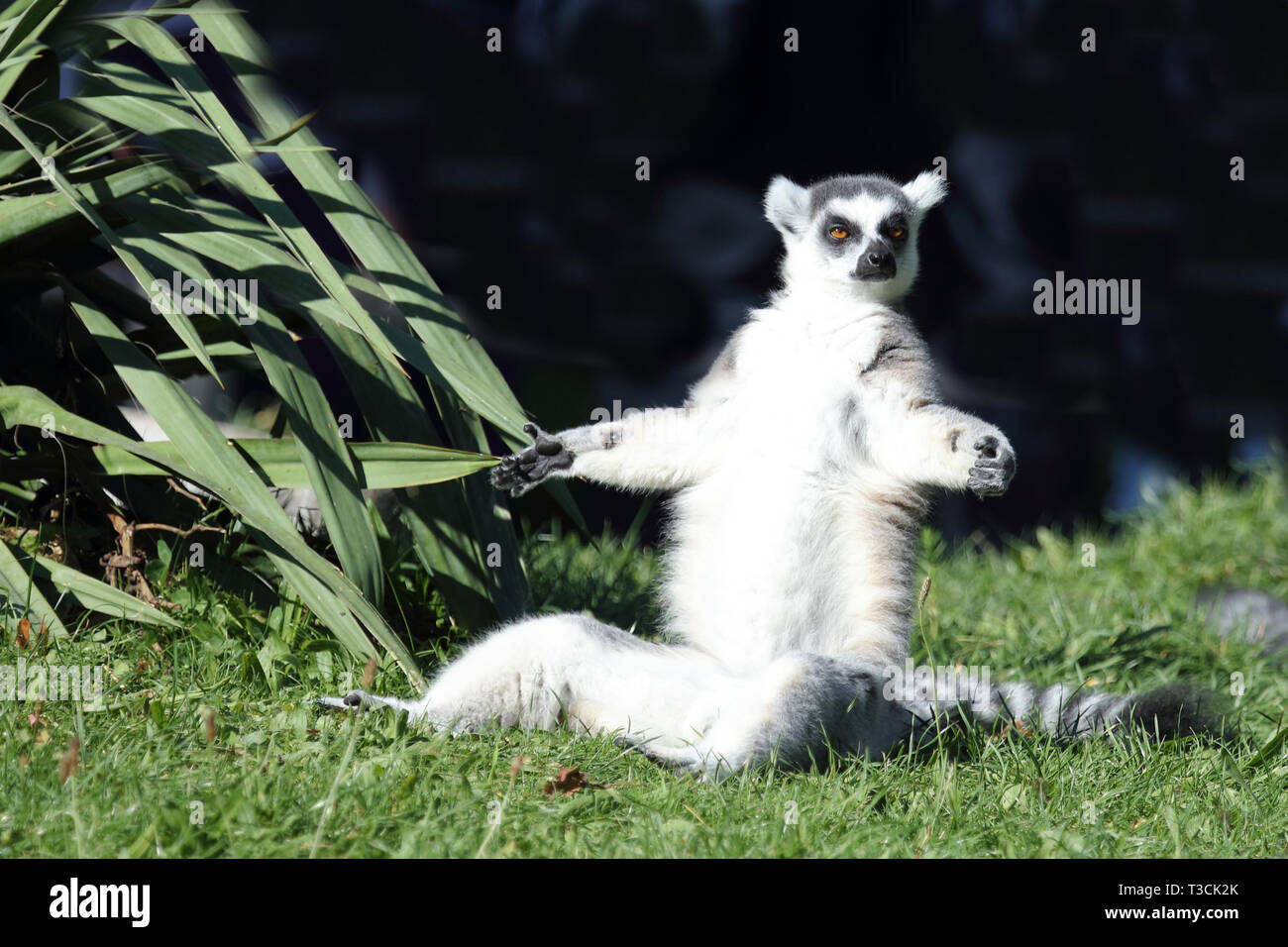 Katta Affe Stockfotos und -bilder Kaufen - Alamy