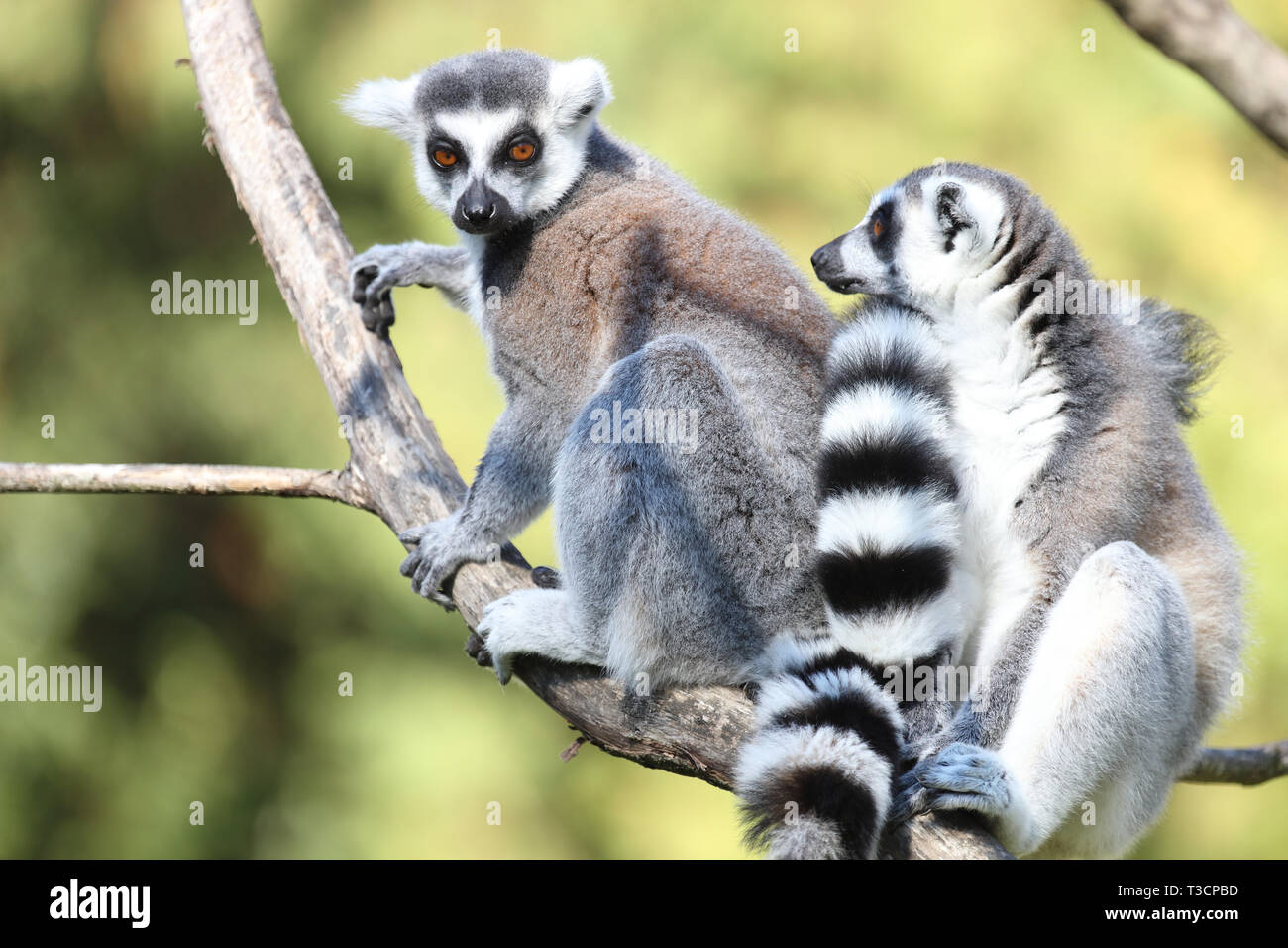 Katta Affe Stockfotos und -bilder Kaufen - Alamy