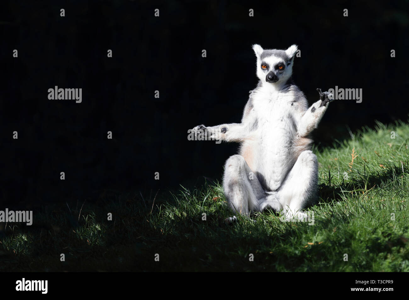 Katta affe -Fotos und -Bildmaterial in hoher Auflösung – Alamy