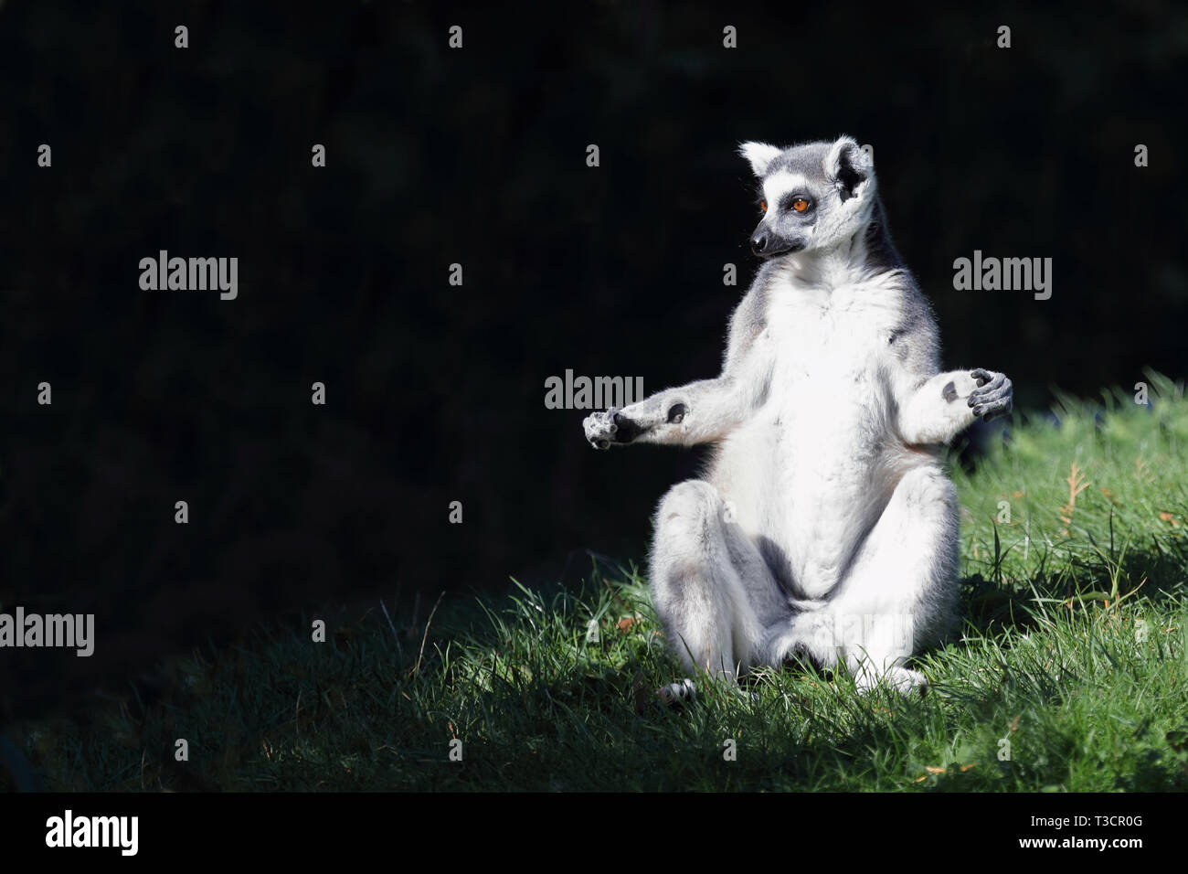 Katta Affe Stockfotos und -bilder Kaufen - Alamy