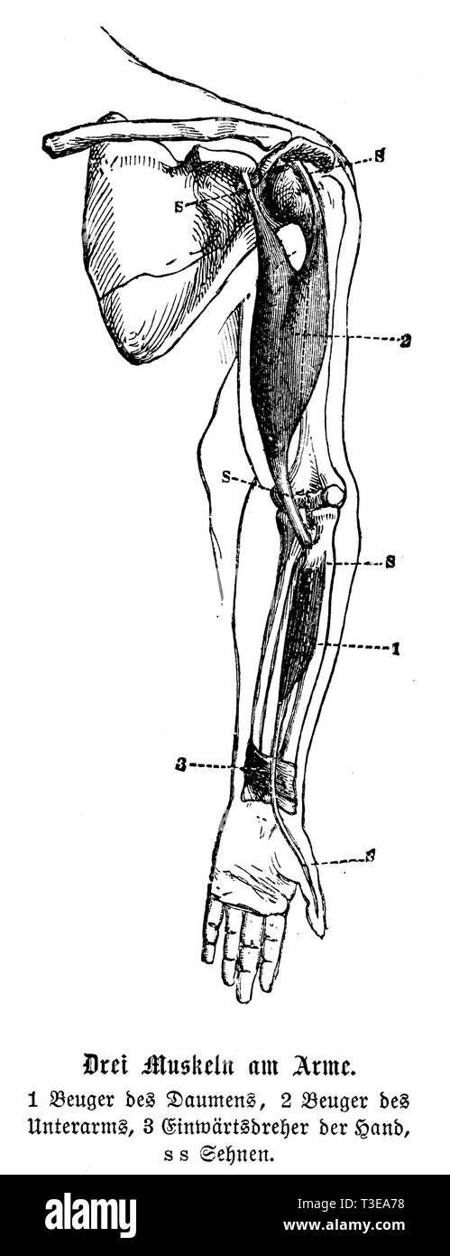 Anatomie muskulatur arm Schwarzweiß-Stockfotos und -bilder - Alamy