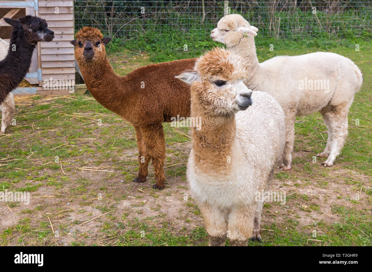 4 alpakas -Fotos und -Bildmaterial in hoher Auflösung – Alamy