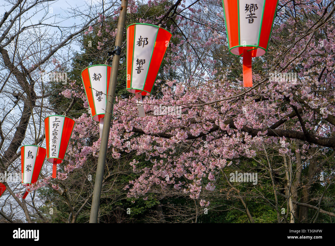 Kirschblüten waren noch nicht voll erblüht, wenn ich Tokio besucht ...