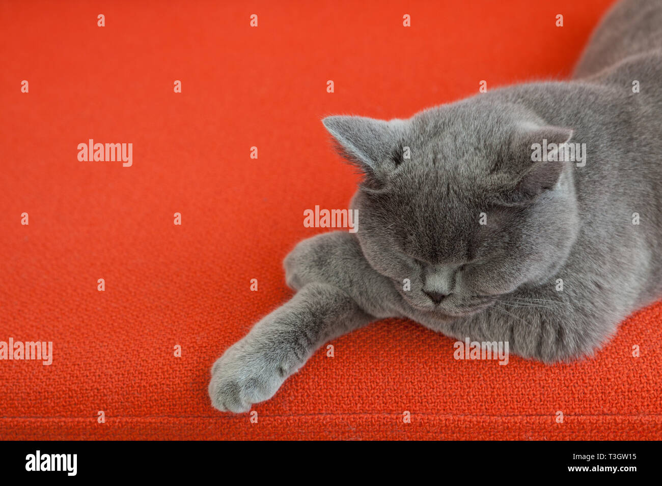 Katze sitzt auf einem kissen -Fotos und -Bildmaterial in hoher ...