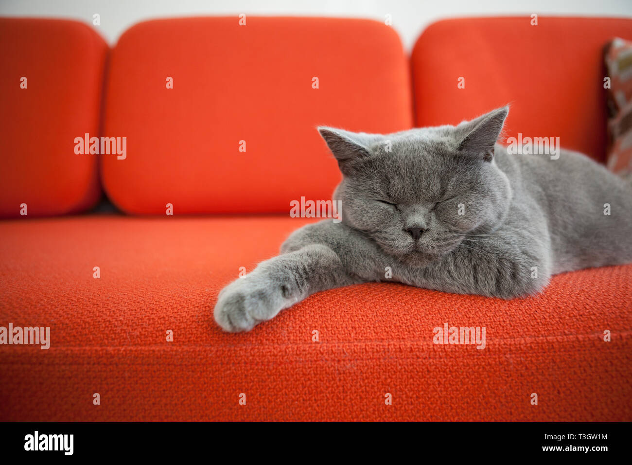 Katze sitzt auf einem kissen -Fotos und -Bildmaterial in hoher ...