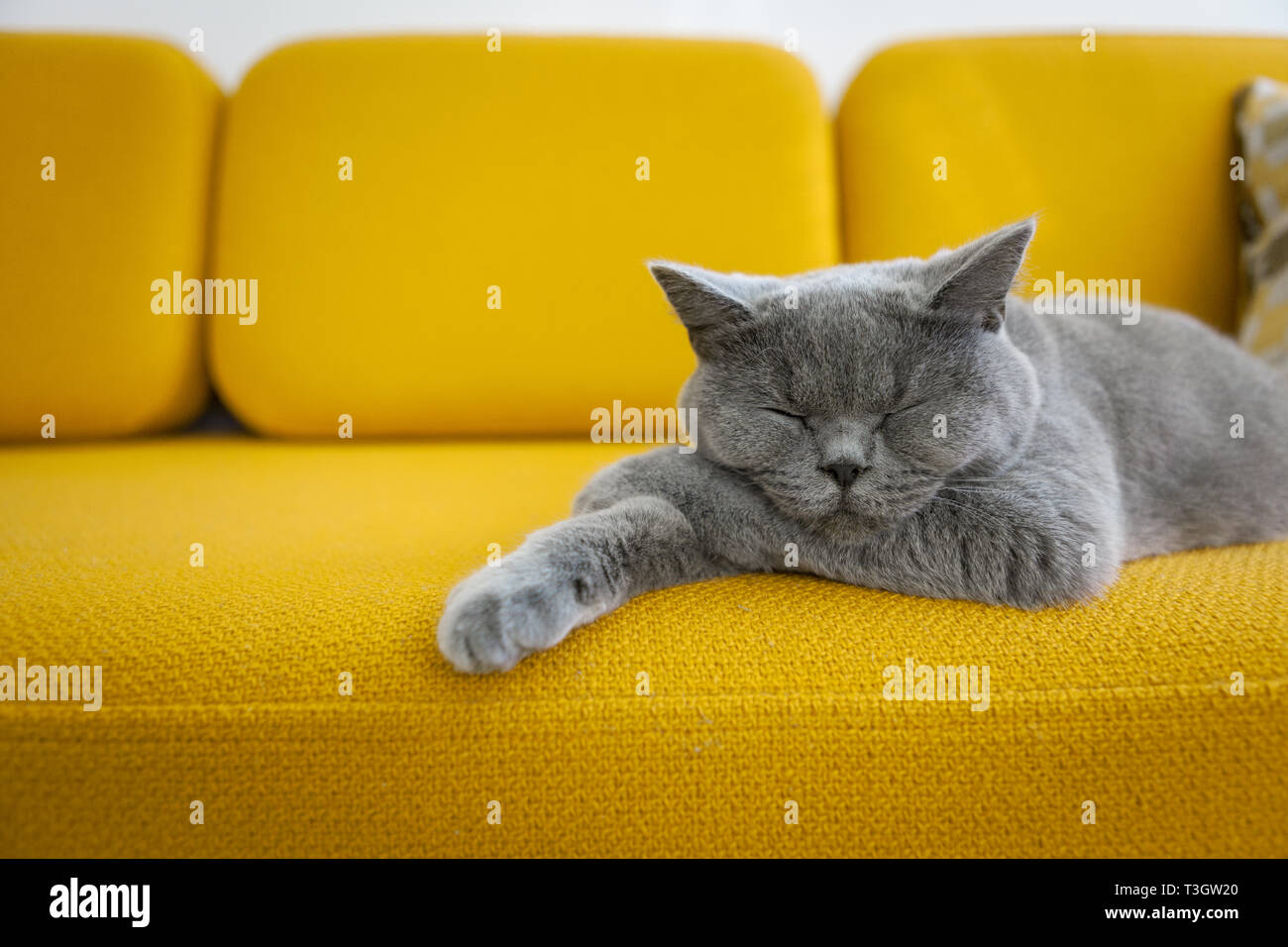Katze sitzt auf einem kissen -Fotos und -Bildmaterial in hoher ...