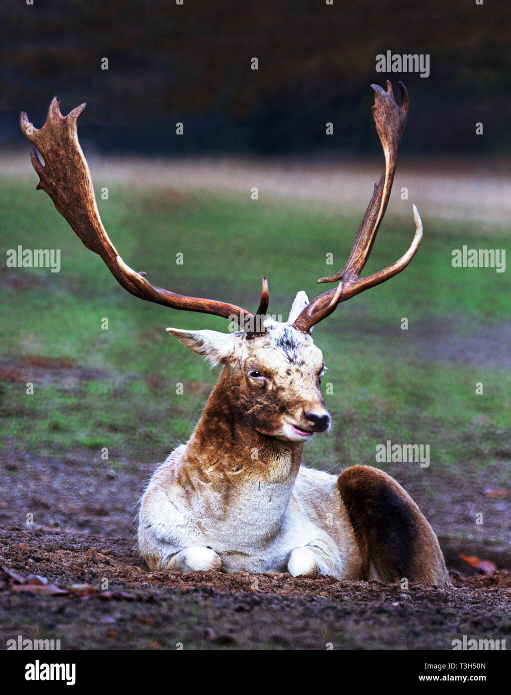 Damhirsch Cervus Dama Stockfotos und -bilder Kaufen - Alamy