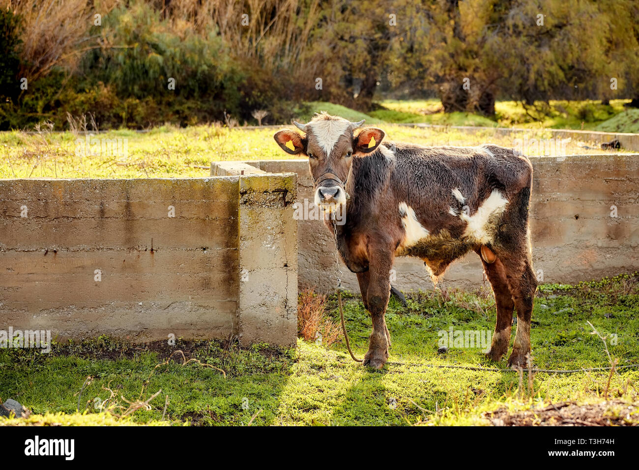 Brown swiss cattle -Fotos und -Bildmaterial in hoher Auflösung – Alamy