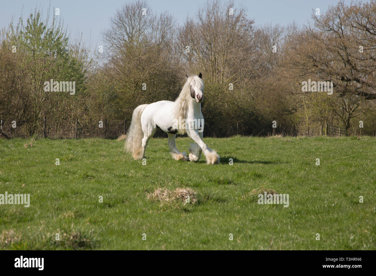 Traditioneller zigeuner cob Stockfotos und -bilder Kaufen - Alamy