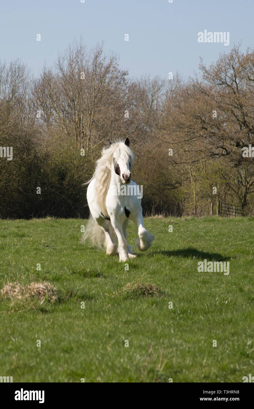 Traditioneller zigeuner cob Stockfotos und -bilder Kaufen - Alamy