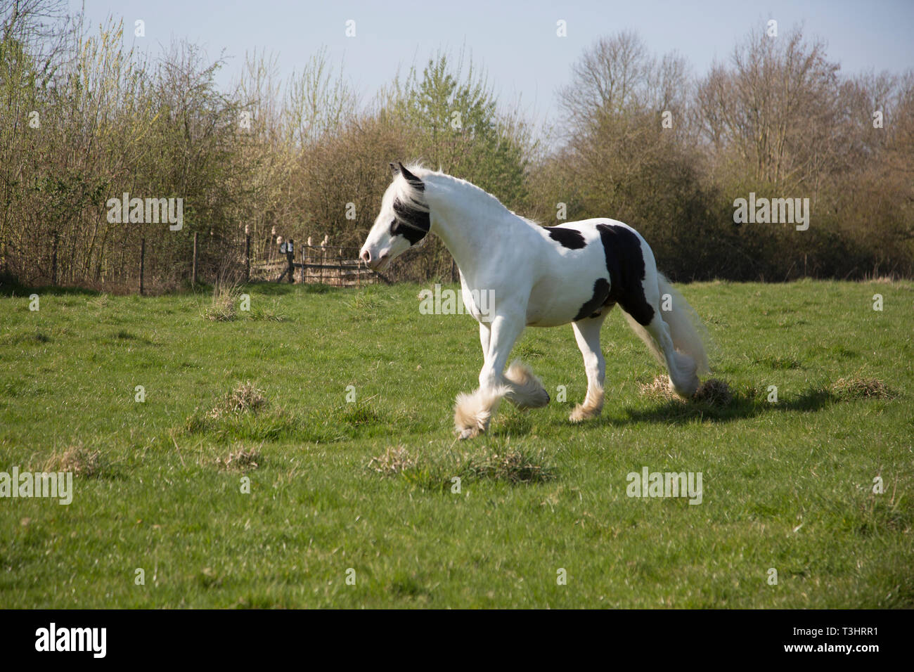 Traditioneller zigeuner cob Stockfotos und -bilder Kaufen - Alamy
