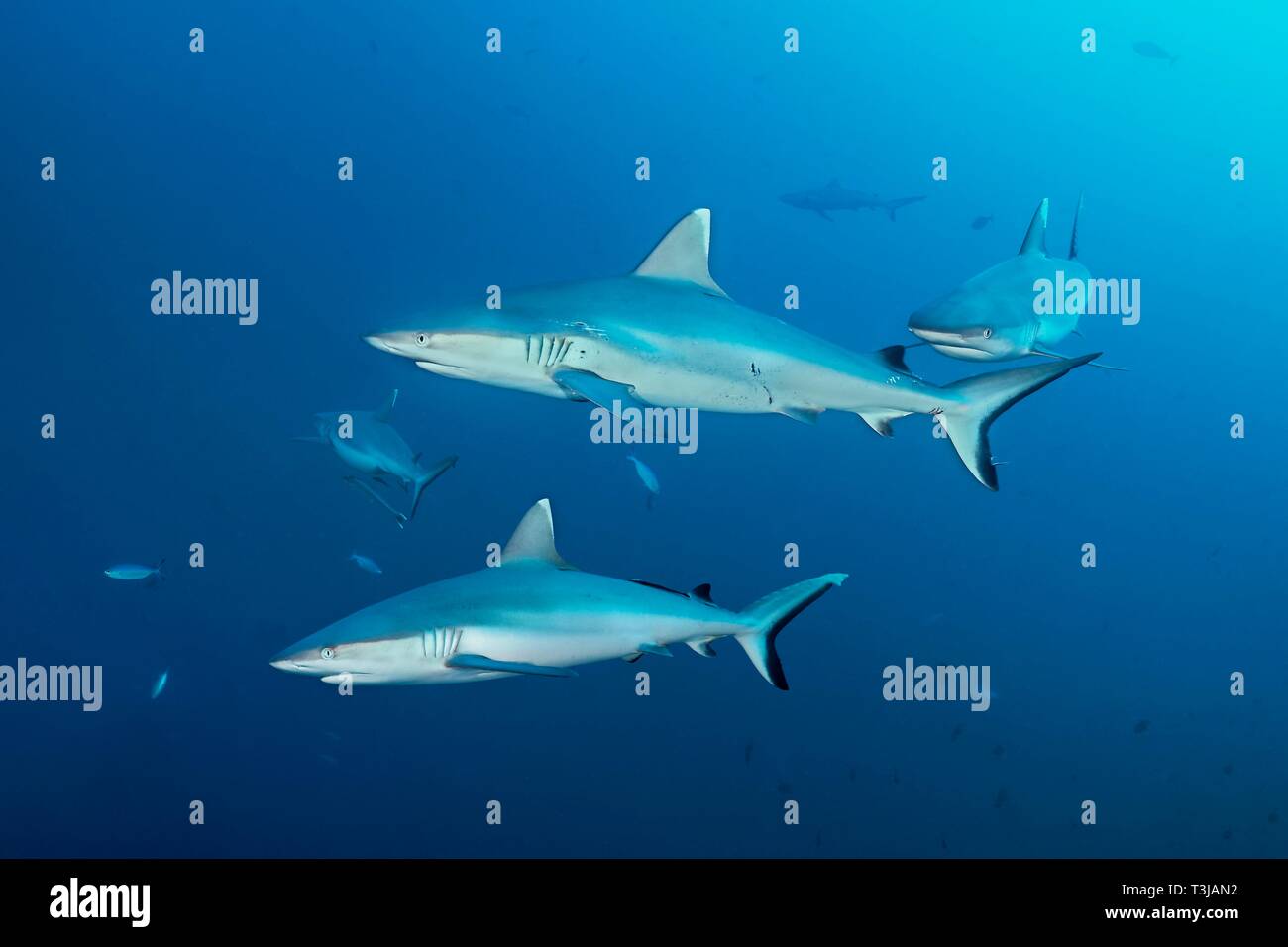 Unterwasserwelt auf den malediven -Fotos und -Bildmaterial in hoher ...