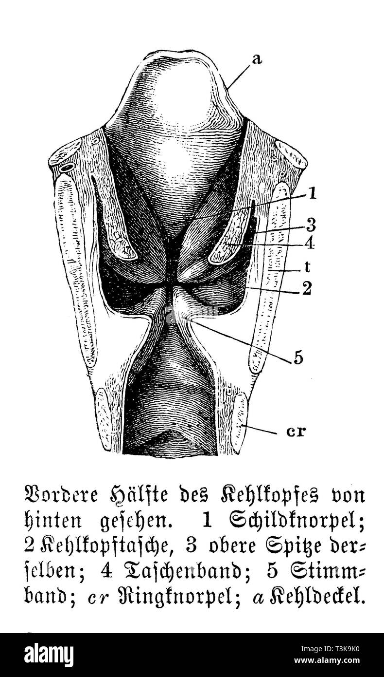 Anatomie du larynx humain -Fotos und -Bildmaterial in hoher Auflösung ...