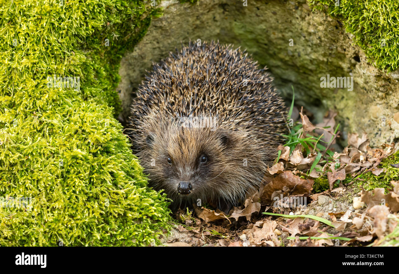 Aus dem wald kommen -Fotos und -Bildmaterial in hoher Auflösung – Alamy