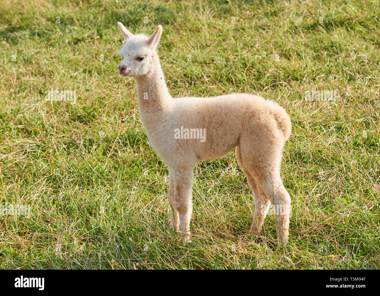 Handel mit alpakawolle -Fotos und -Bildmaterial in hoher Auflösung – Alamy