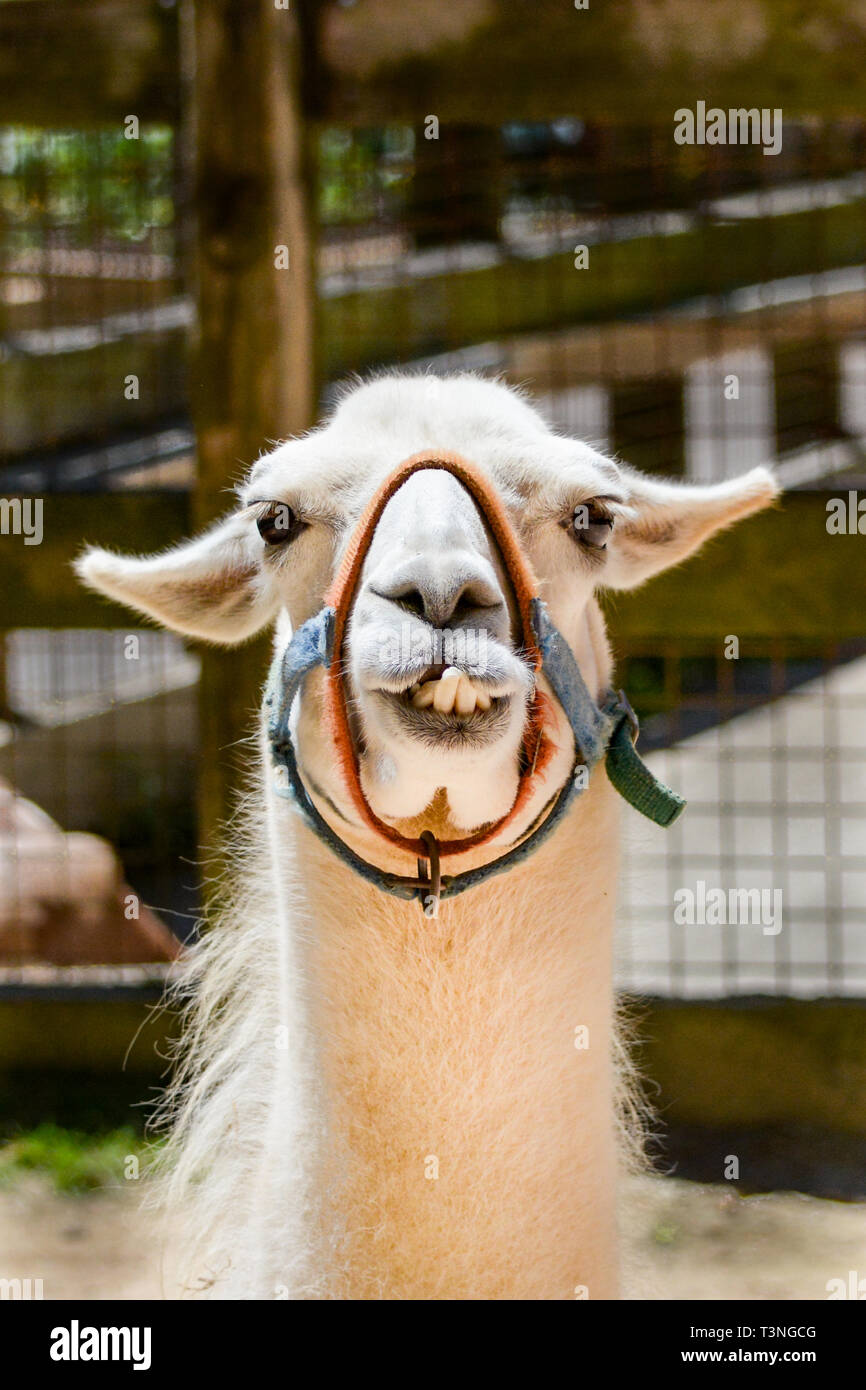Dummes lama -Fotos und -Bildmaterial in hoher Auflösung – Alamy