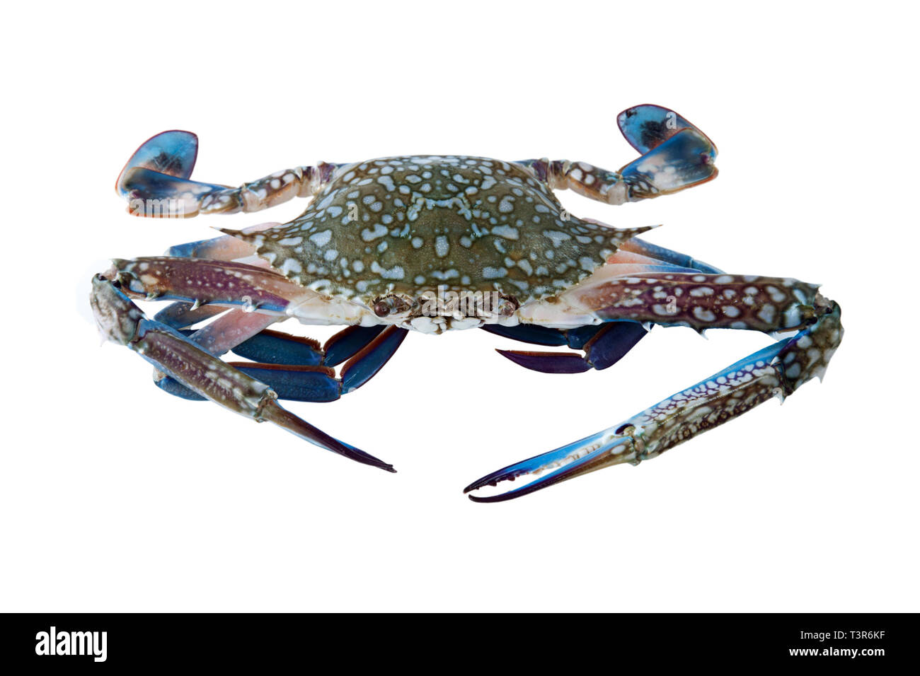 Blue swimmer crab Ausgeschnittene Stockfotos und -bilder - Alamy
